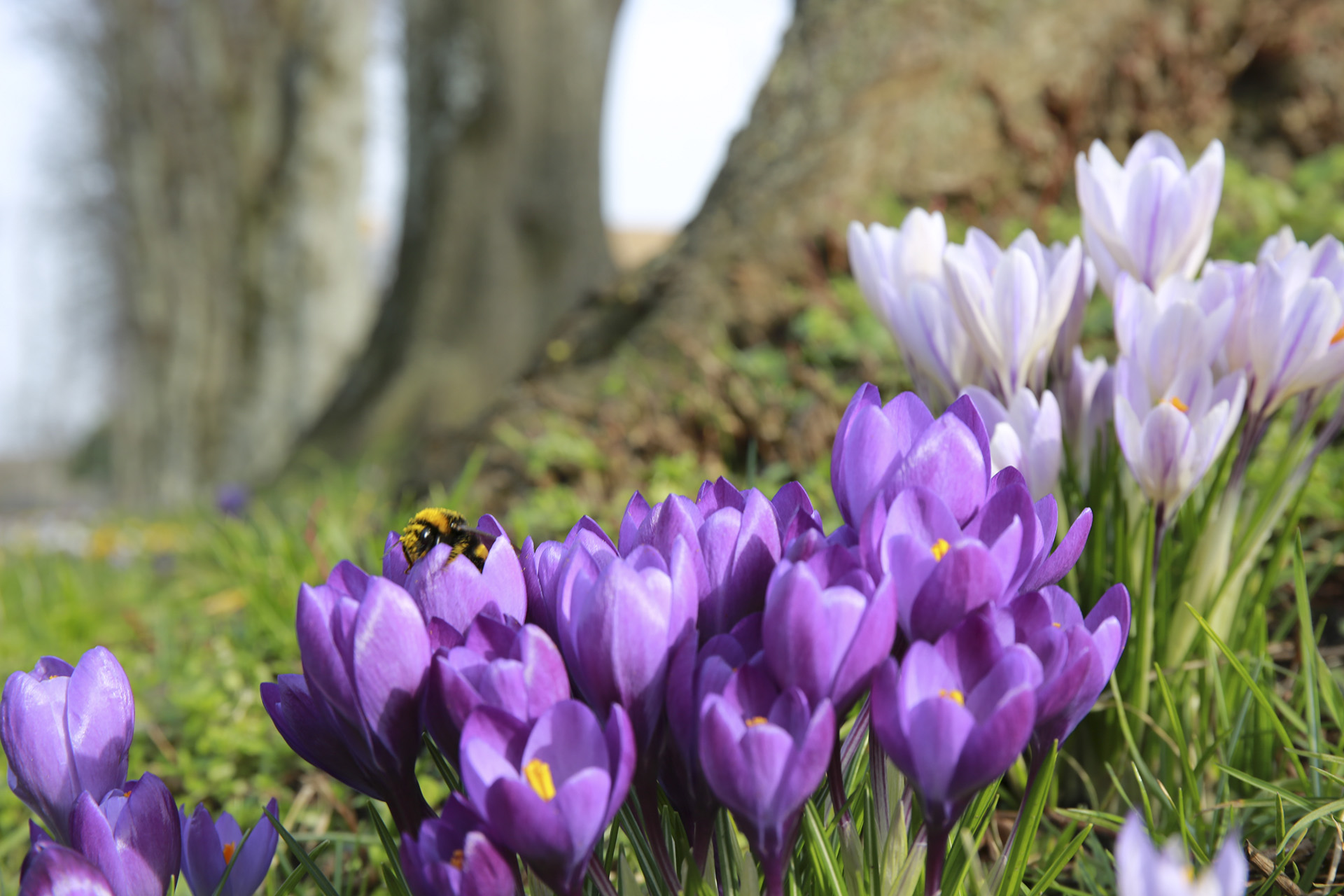 Dorfanger mit Krokuswiese – Gemeinde Barsbek