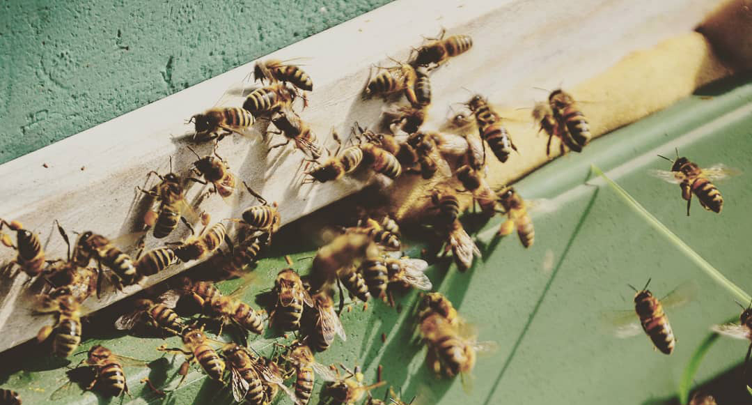 Imker – Gemeinde Barsbek